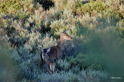 De paseo por la naturaleza: Las ciervas. Más importantes de lo que ...