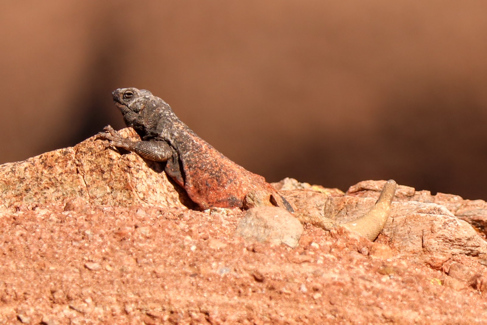 Lizards around Arizona