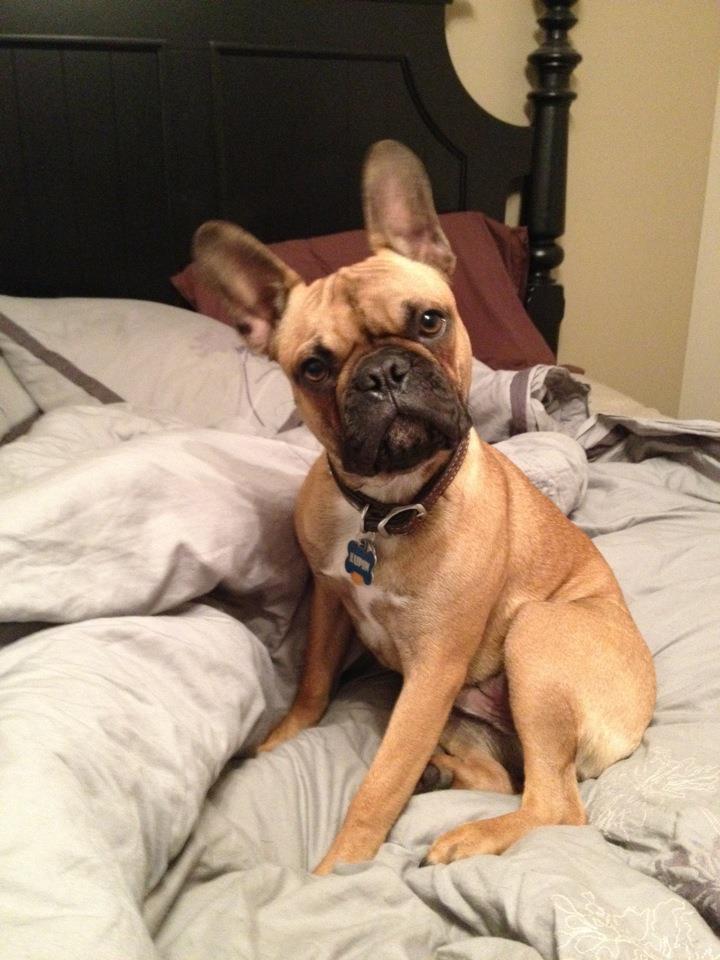 a [frenchie] & a {blonde}: For the Love of the French (bulldog that is)