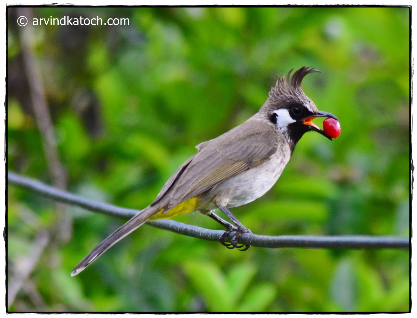 The Himalayan Bulbul (Pycnonotus leucogenys) or White Cheeked Bulbul ...