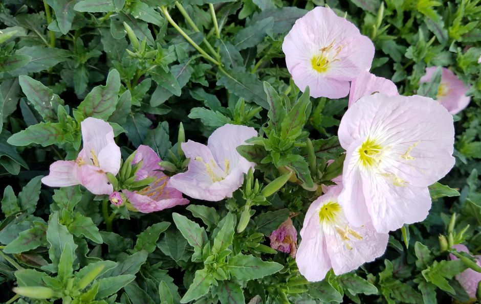 Future Plants by Randy Stewart: Sundrops and Evening Primrose