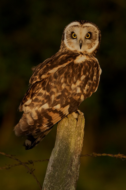 British Wildlife Centre ~ Keeper's Blog: British Owls