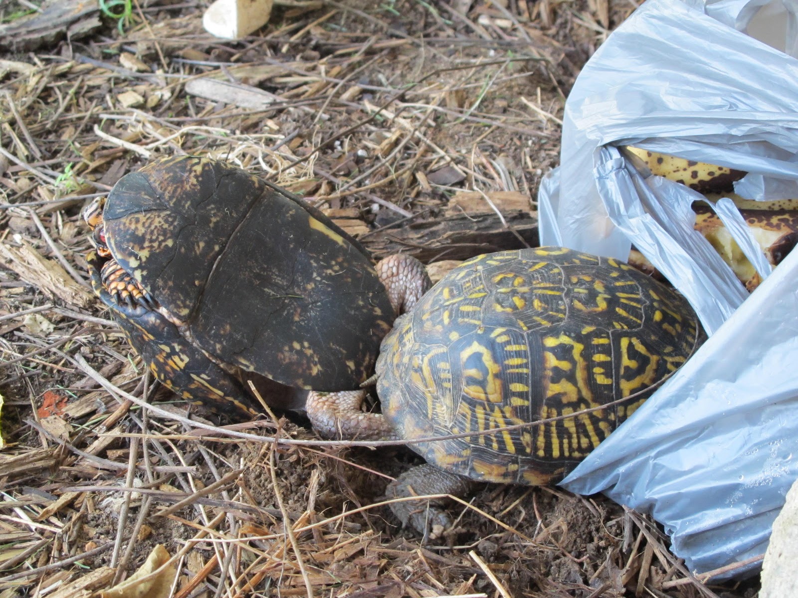 Blue Jay Barrens: Yard Turtles