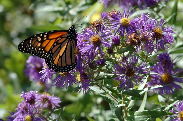 Tom's Blog: Monarch butterfly project at Pleasant Valley Conservancy ...