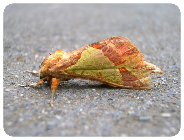 Shara Lambeth Designs: Mystery Moth