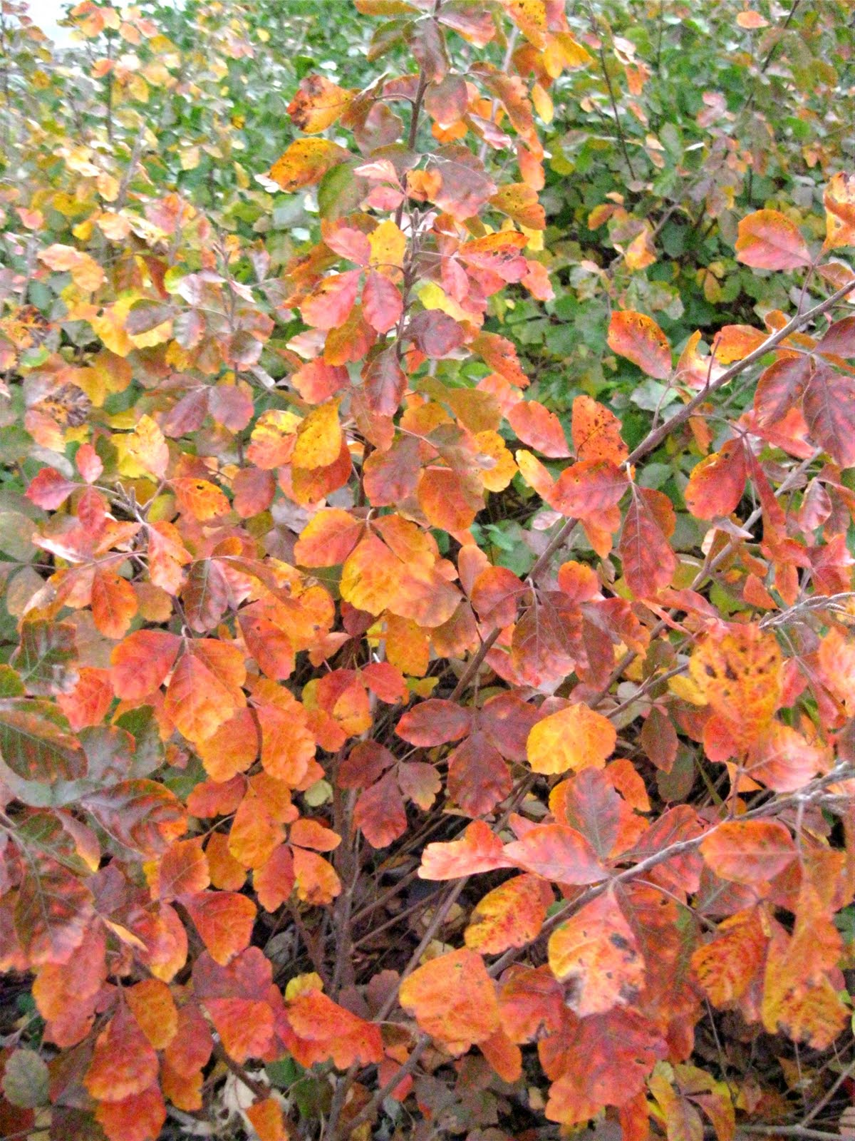 1003 Gardens: Rhus aromatica 'Gro-low' I love this plant
