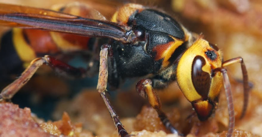 Seemorerocks: Stirring up a hornet's nest