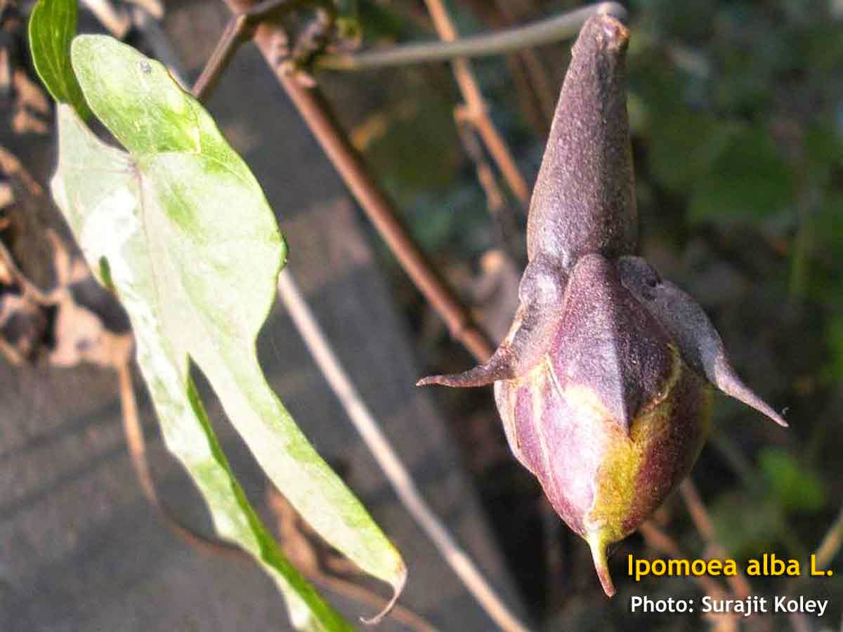Medicinal Plants: Ipomoea alba, Moonflower vine, Mandavalli