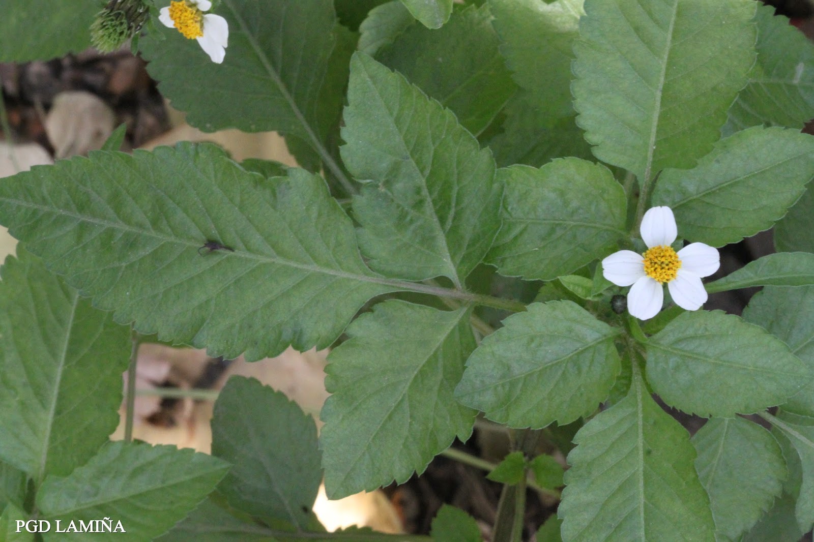 BIDENS PILOSA. amor seco.