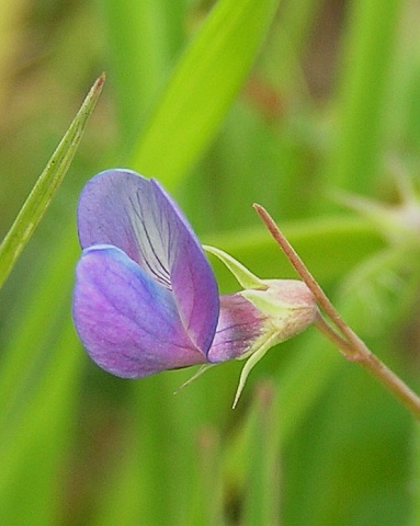Papilionaceae