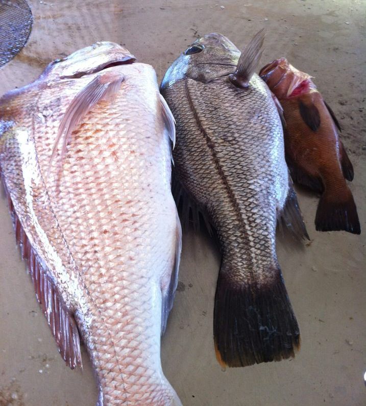 James Benardout's Intense Fishing: Point Peron Pirates