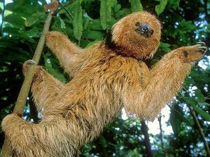 Species Three-Toed Sloth | Good Picture Animals