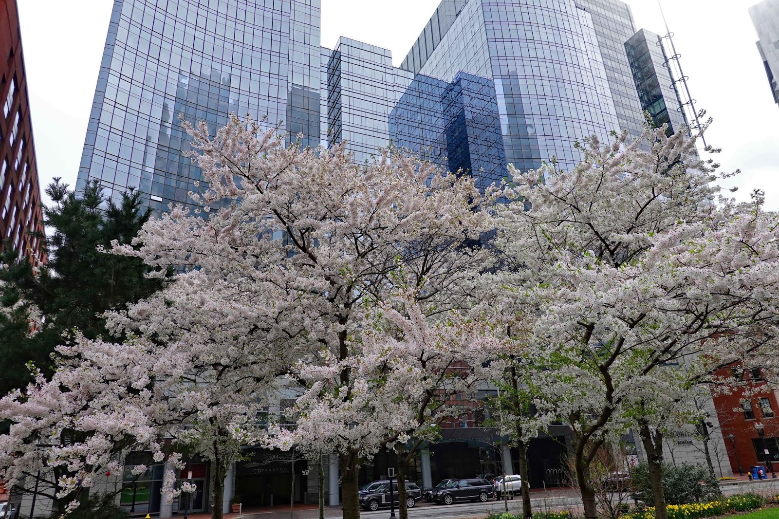 Joe's Retirement Blog: A Spring Magnolia Walk, Boston, Massachusetts, USA