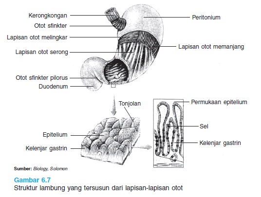 Anatomi & Fungsi Lambung | Paramita Blog