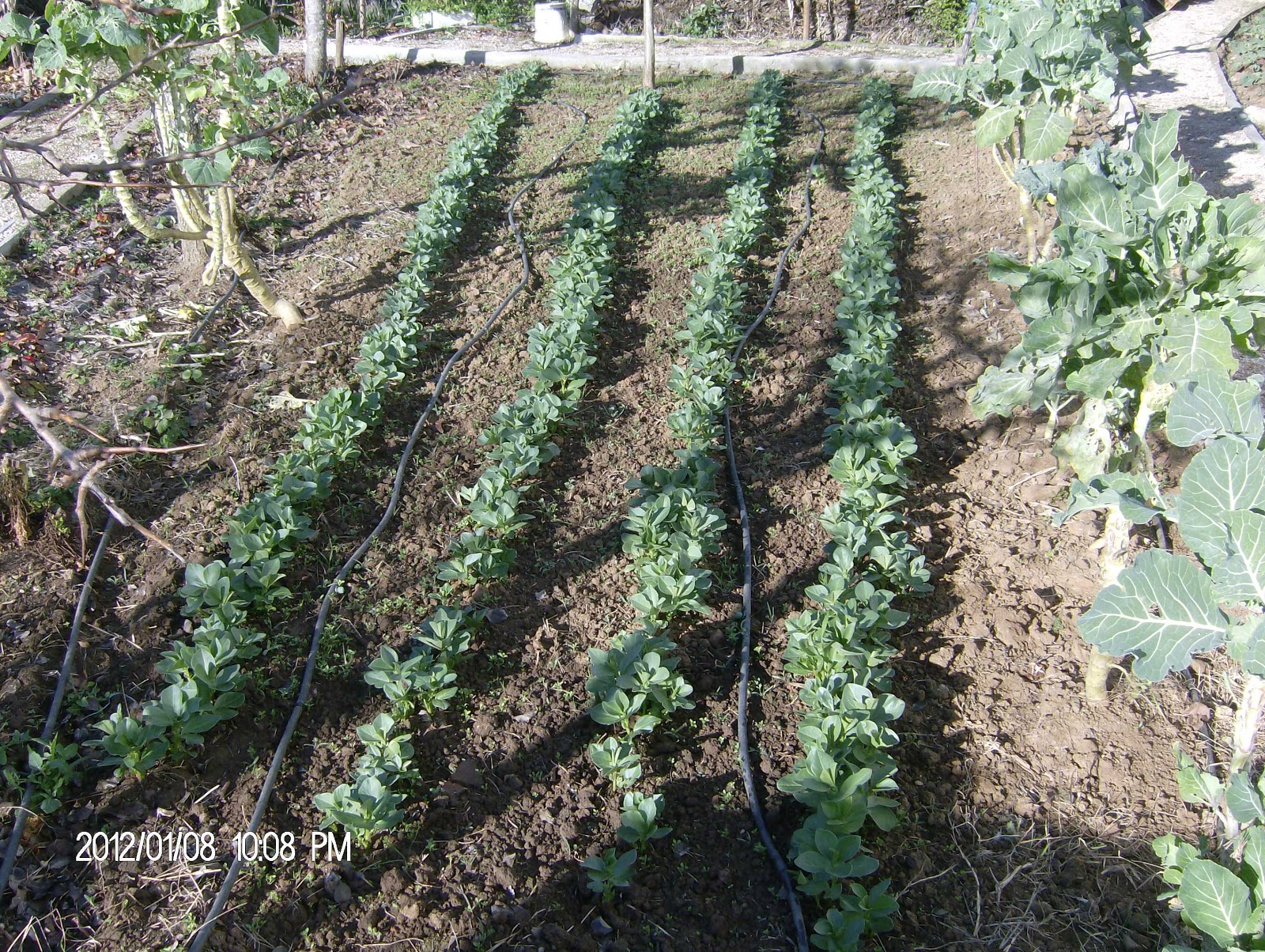 A HORTA DO JOÃO: Favas