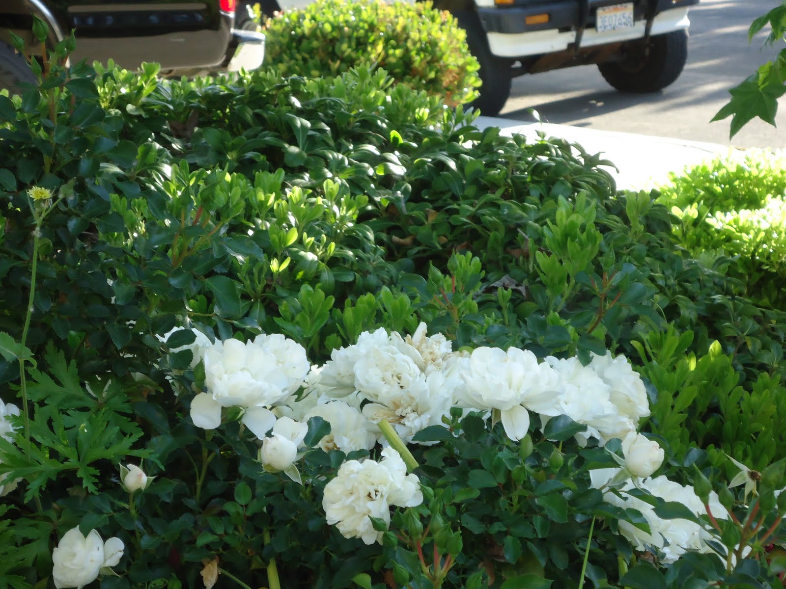 stephs world: White Meilland shrub roses
