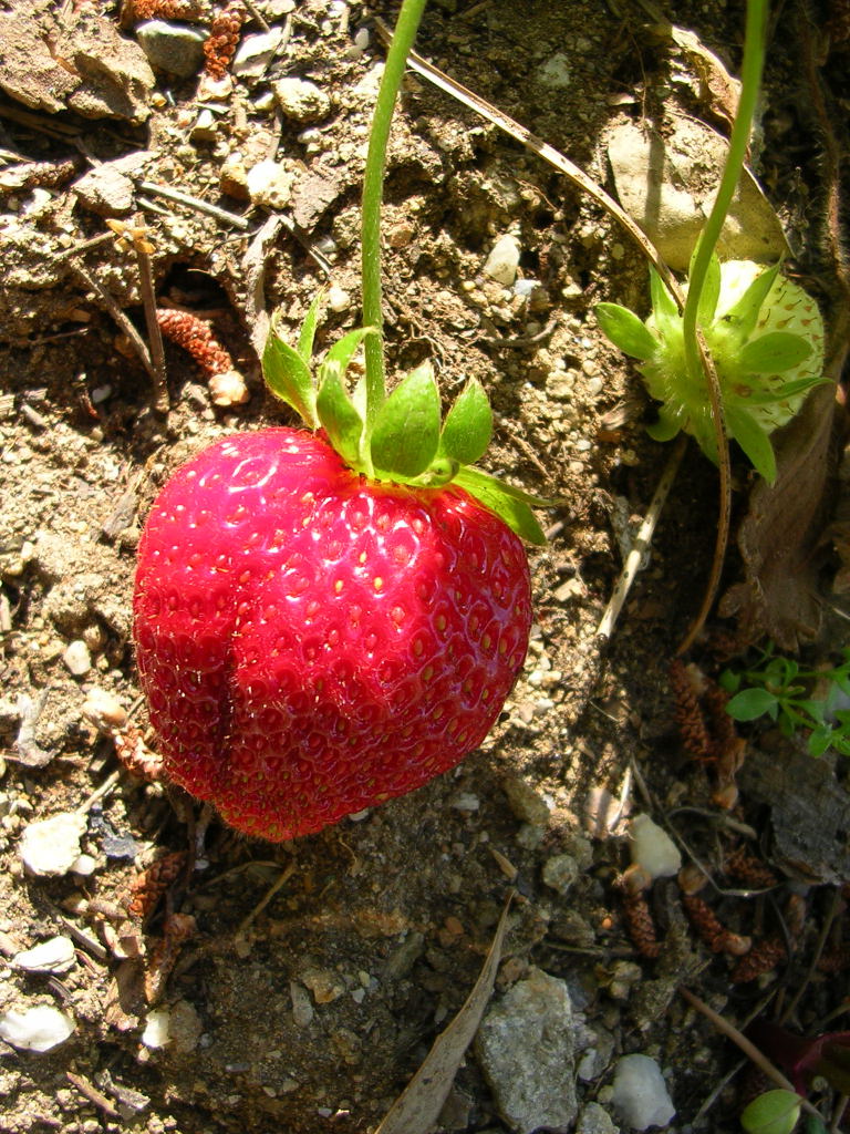 MY KITCHEN IN SPAIN: STRAWBERRIES--LOCAVORE'S DELIGHT