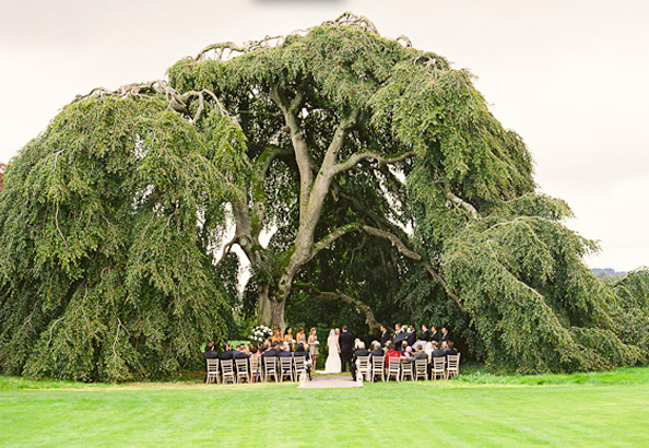 Chronicles of Ang: The Kissing Tree