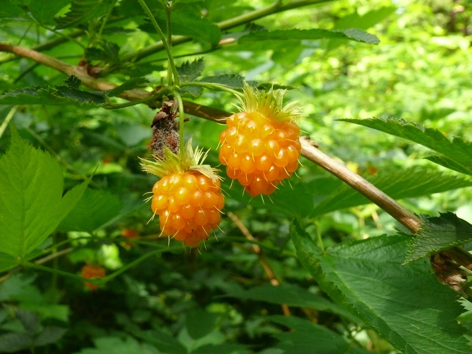 Framboesa Salmon / Salmonberry / Rubus Spectabilis