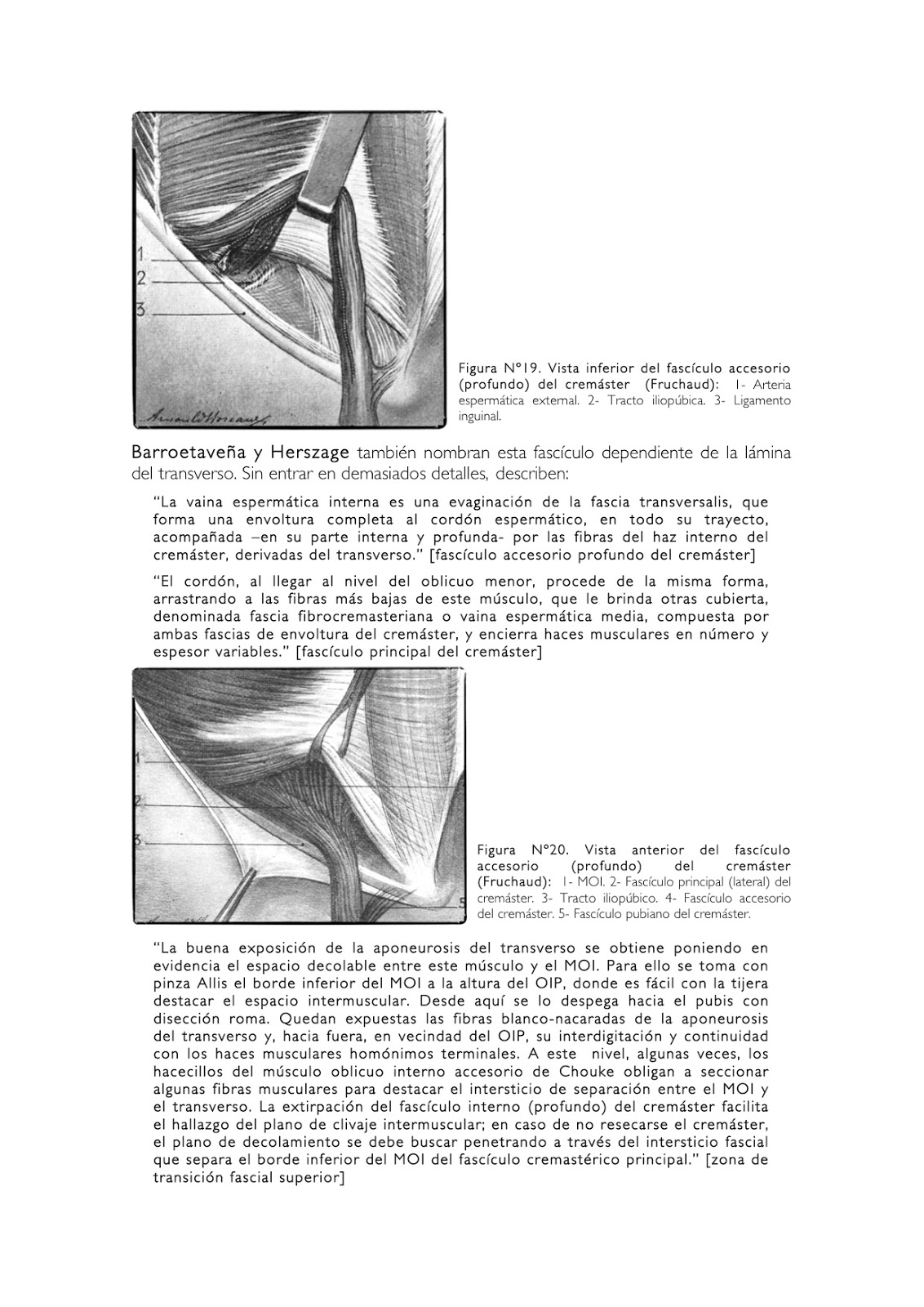 Cuadernos de Anatomía Quirúrgica: Anatomía quirúrgica del cremáster.