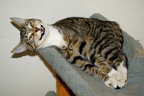 HD Animals: cat smiling teeth