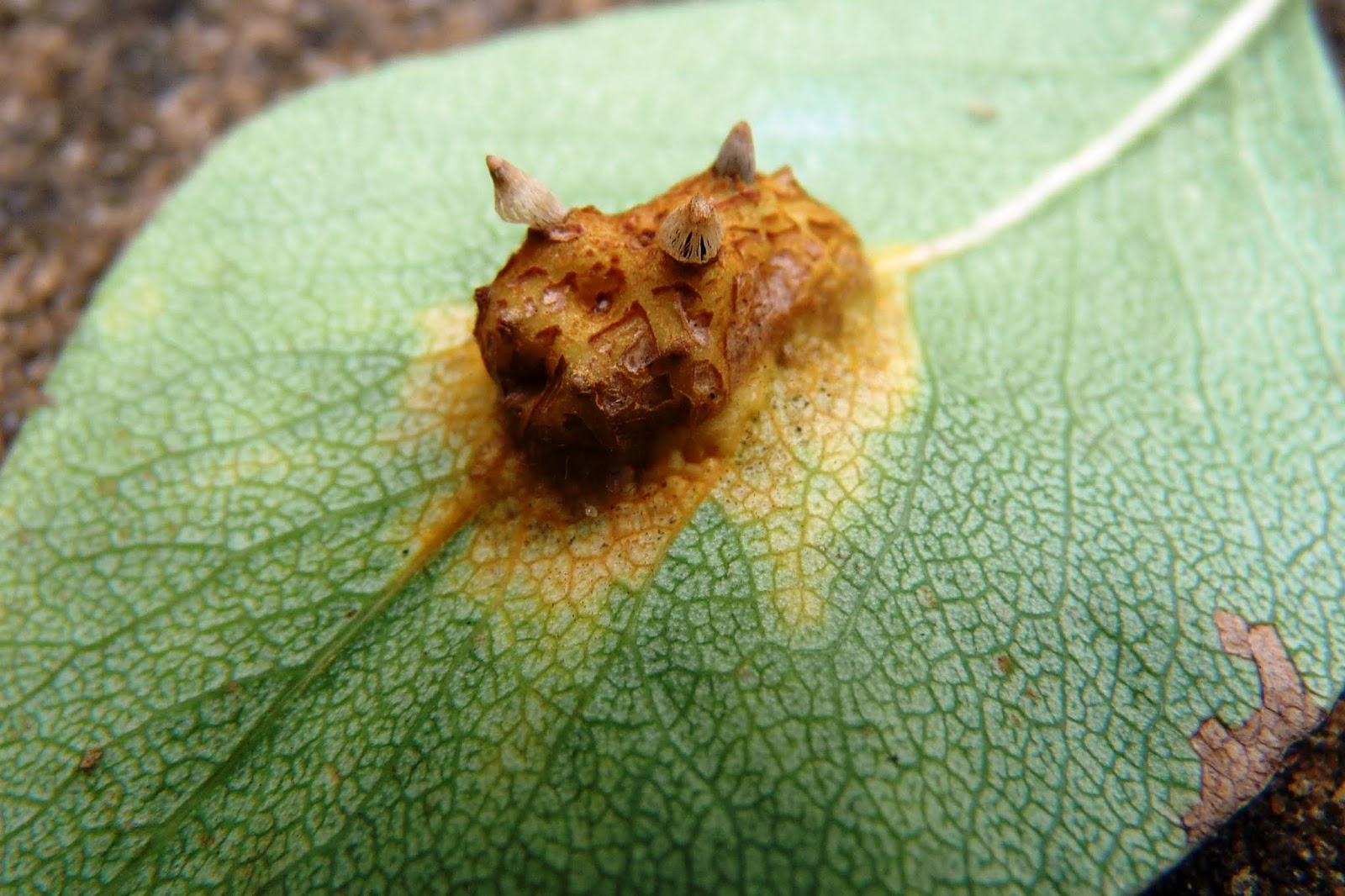Northwest Norfolk Naturalists: Pear Gall Fungus
