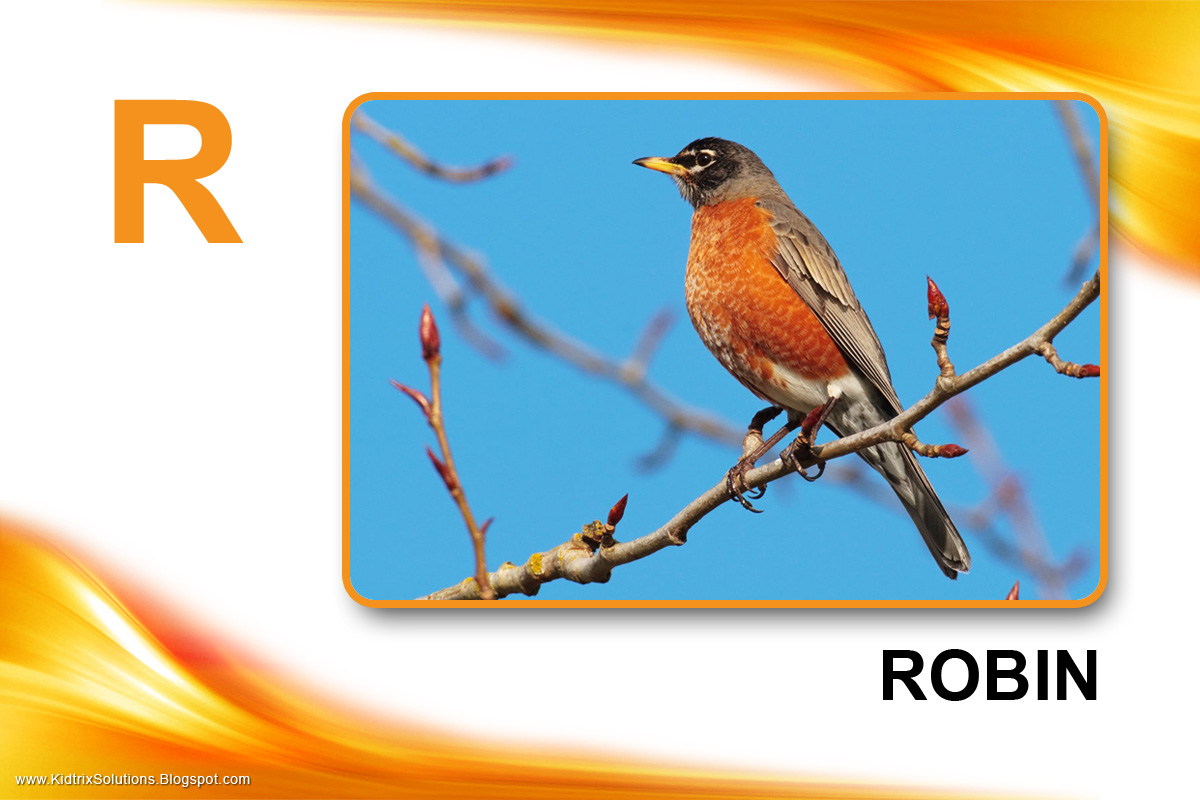 Kidtrix: Birds - ABC