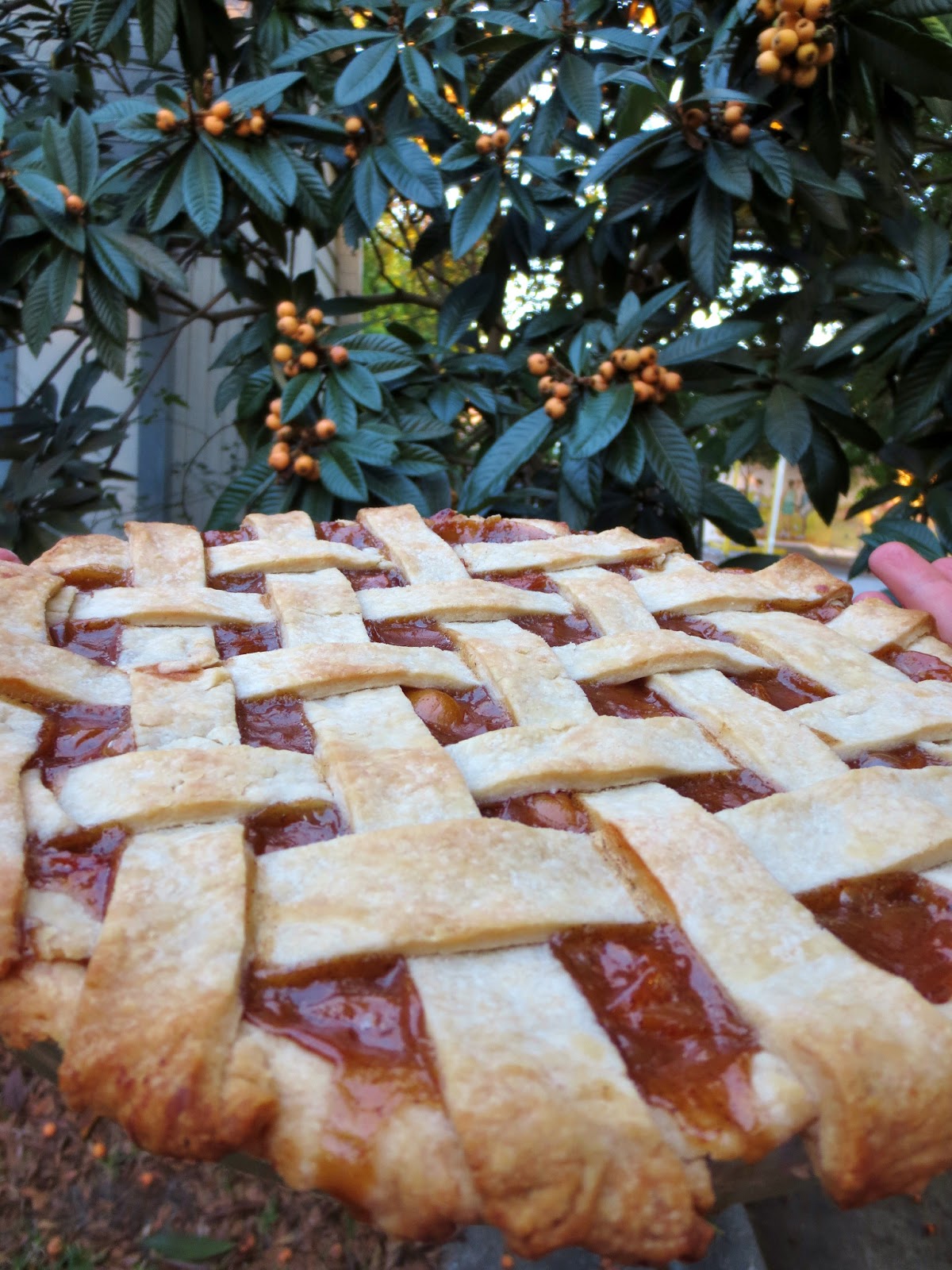 Princesses, Pies, & Preschool Pizzazz: Friday Pie-Day: Loquat Pie