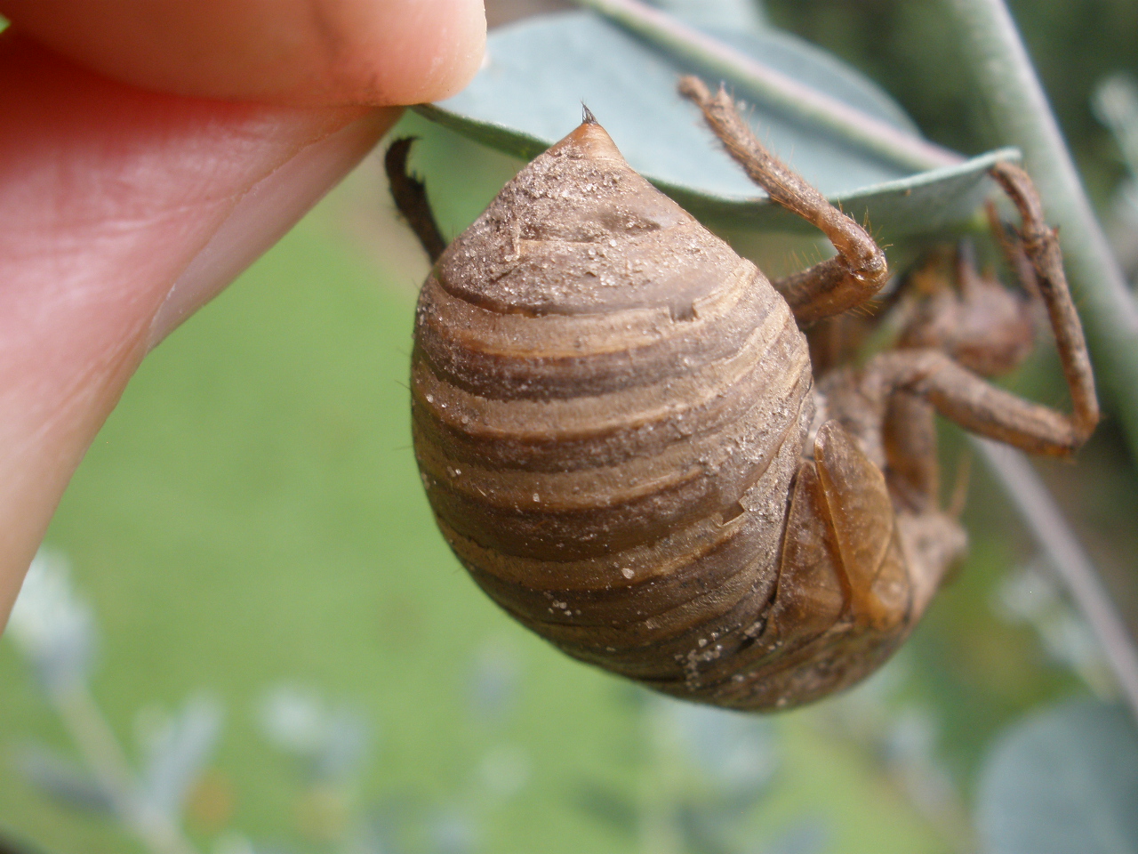 MARIETTE'S BACK TO BASICS: {CICADA}