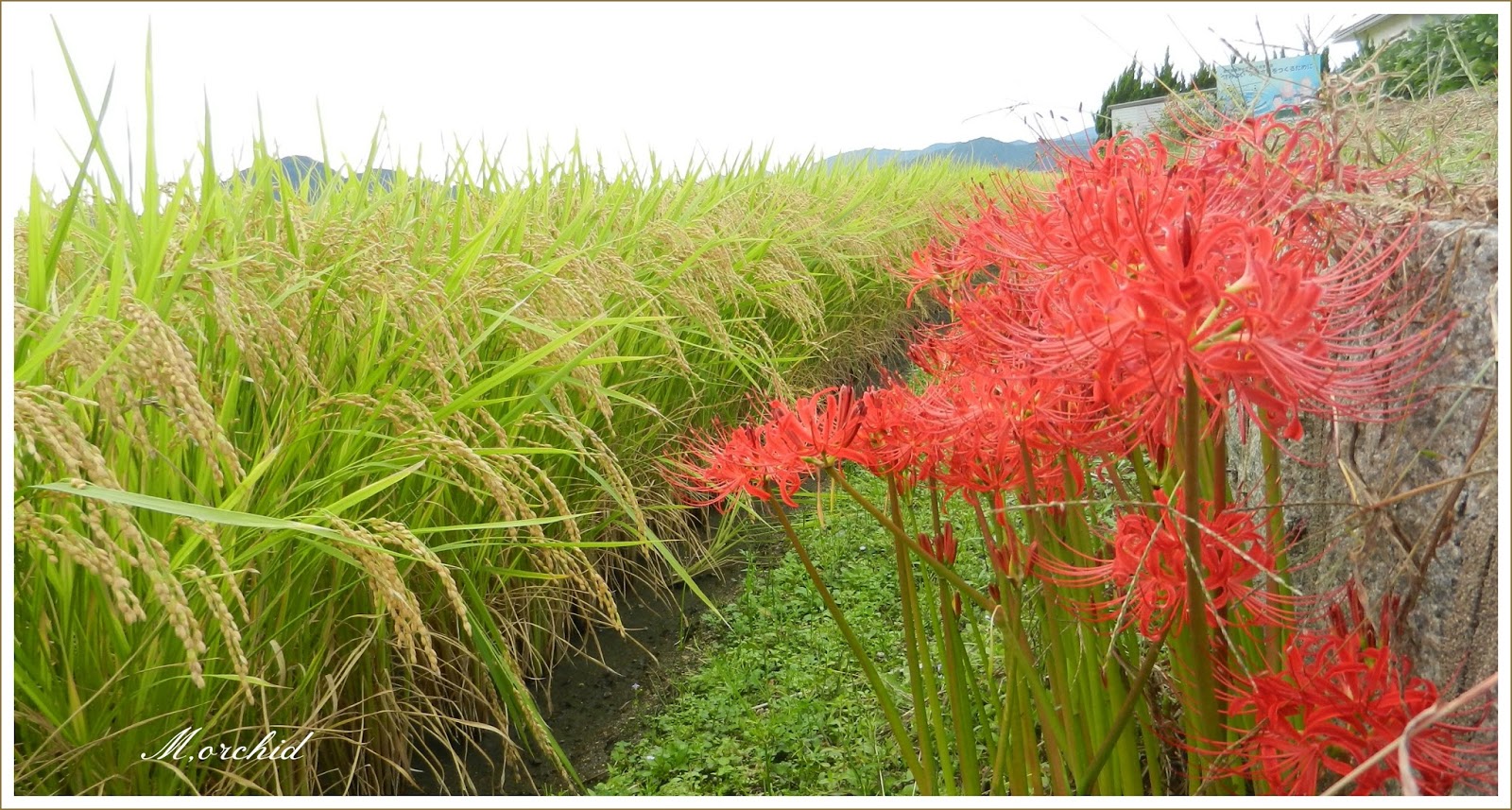 Orchid's Daily Voice (Home Page): Fall Equinox, Higan (彼岸）in Japan;