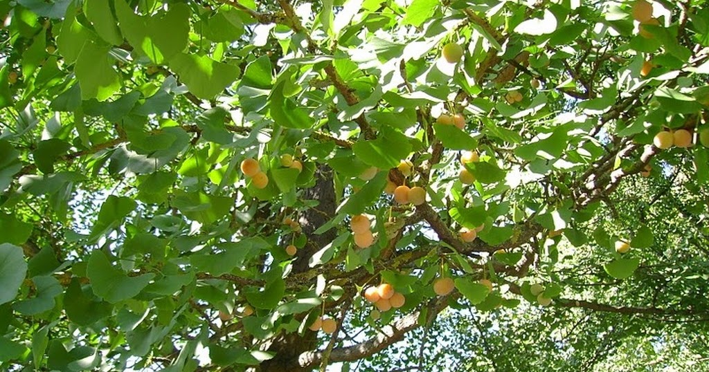 Trái chay rừng Quảng Ngã "hút hồn" có gì lạ - Trái cây Dũng mập