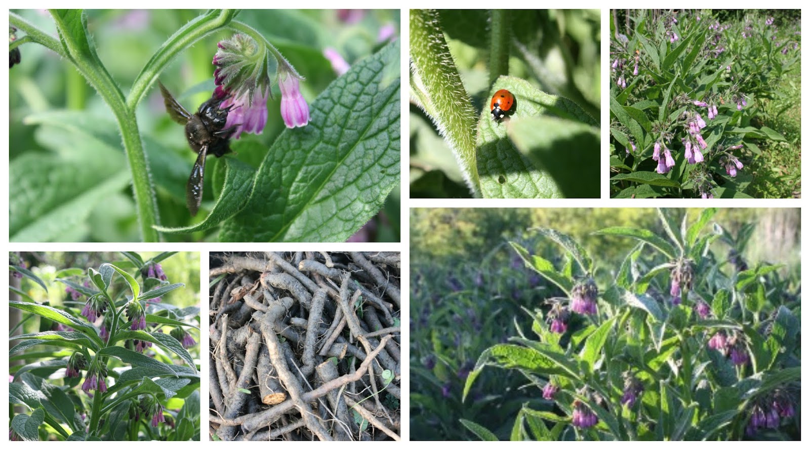 Balkan Ecology Project : Spring in the Gardens, Fruit Trees in Blossom ...