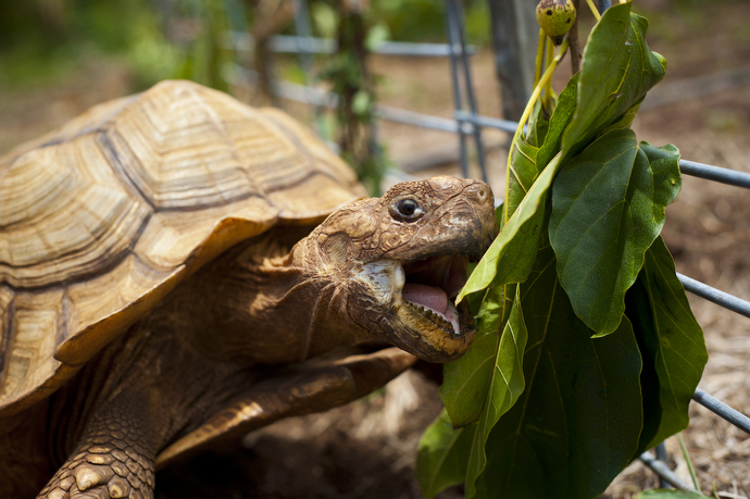 Elyse Butler Mallams - Hawaii Photographer: Giant Tortoise Experiment ...