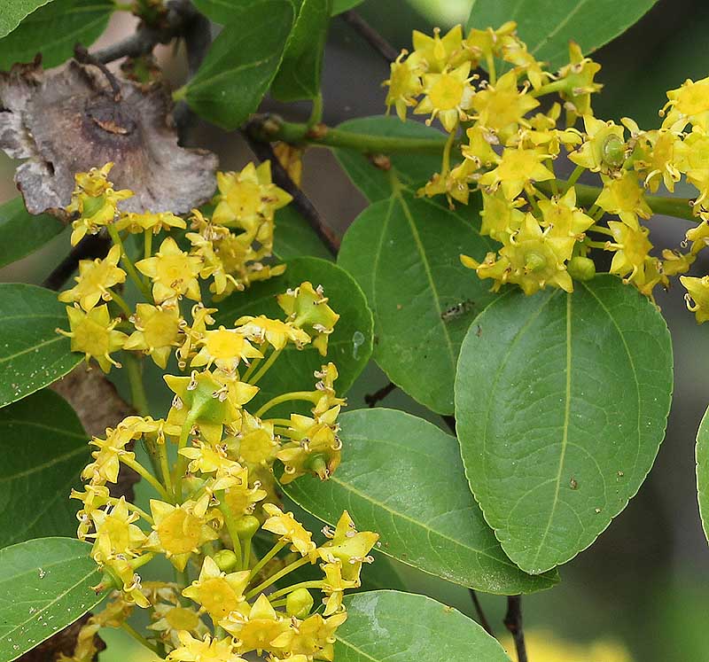 Flora hellenica: Paliurus spina-christi