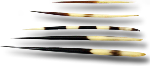 Share it! Science : See it? Share it! North American Porcupine