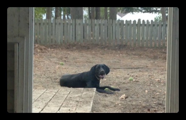 The Rolly Chair: April FREEBIE Hiding in Five for Friday