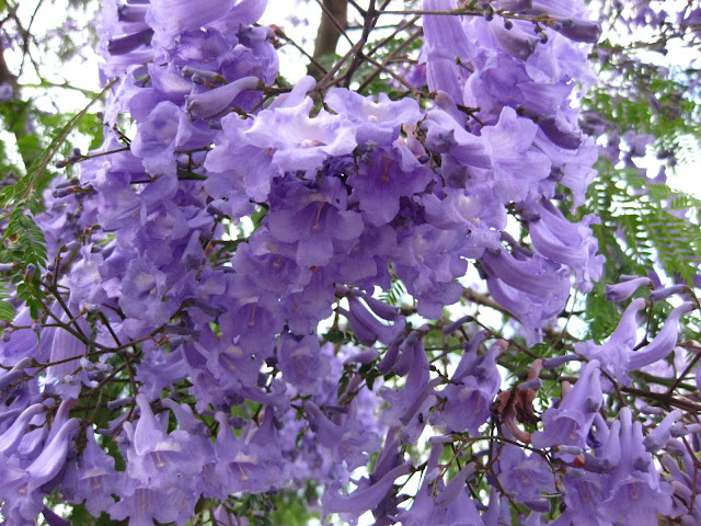 Postcard Pictures: The Jacaranda babies