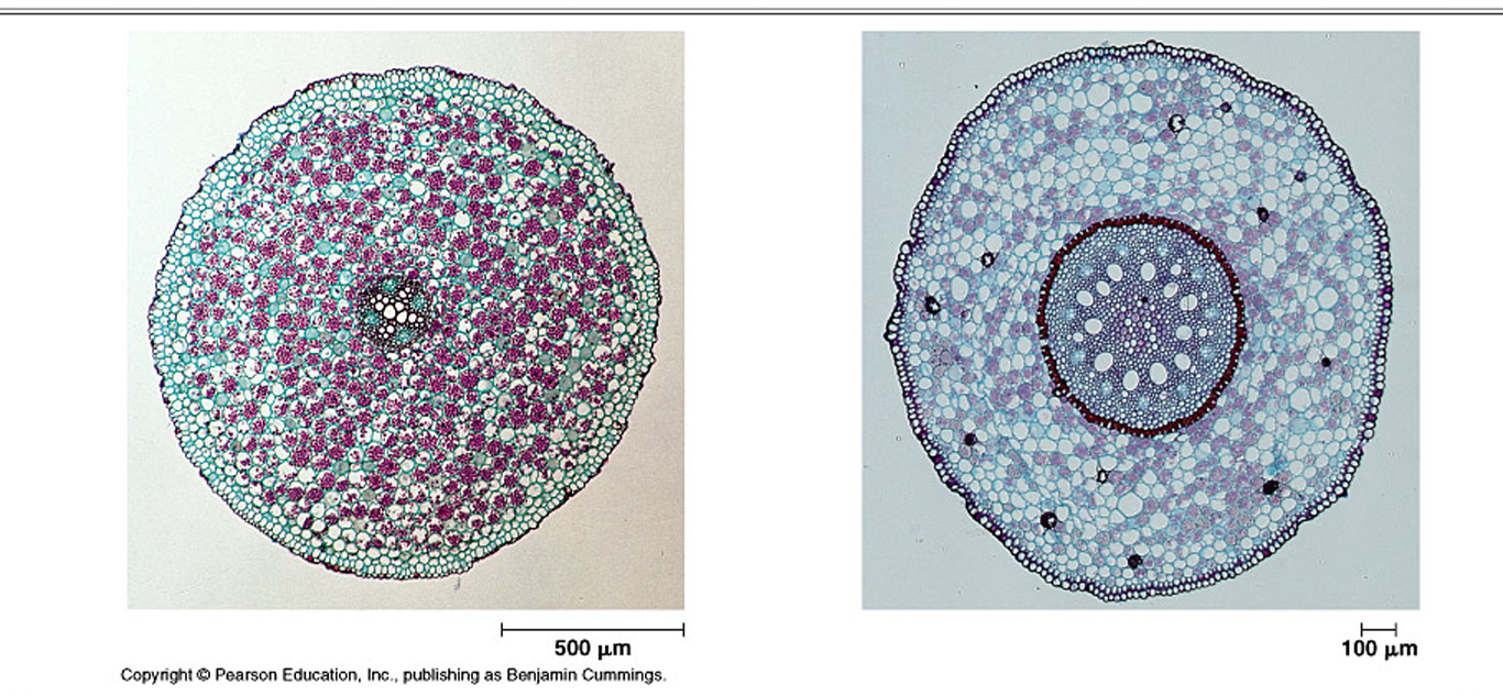 Hello biology: Struktur anatomi tumbuhan