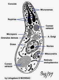 cryptosporidium canis