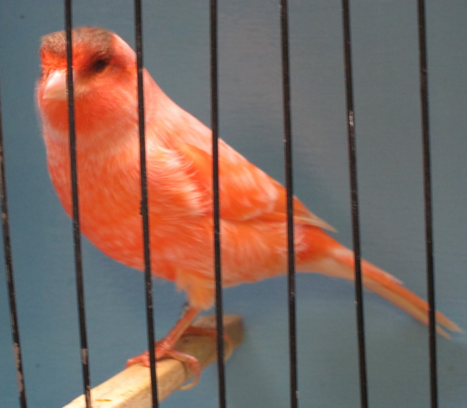 Canary Tales: Winners Florida Canary fanciers Bird Show