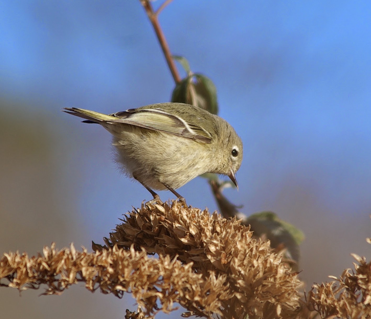 sweetbay: February 2010