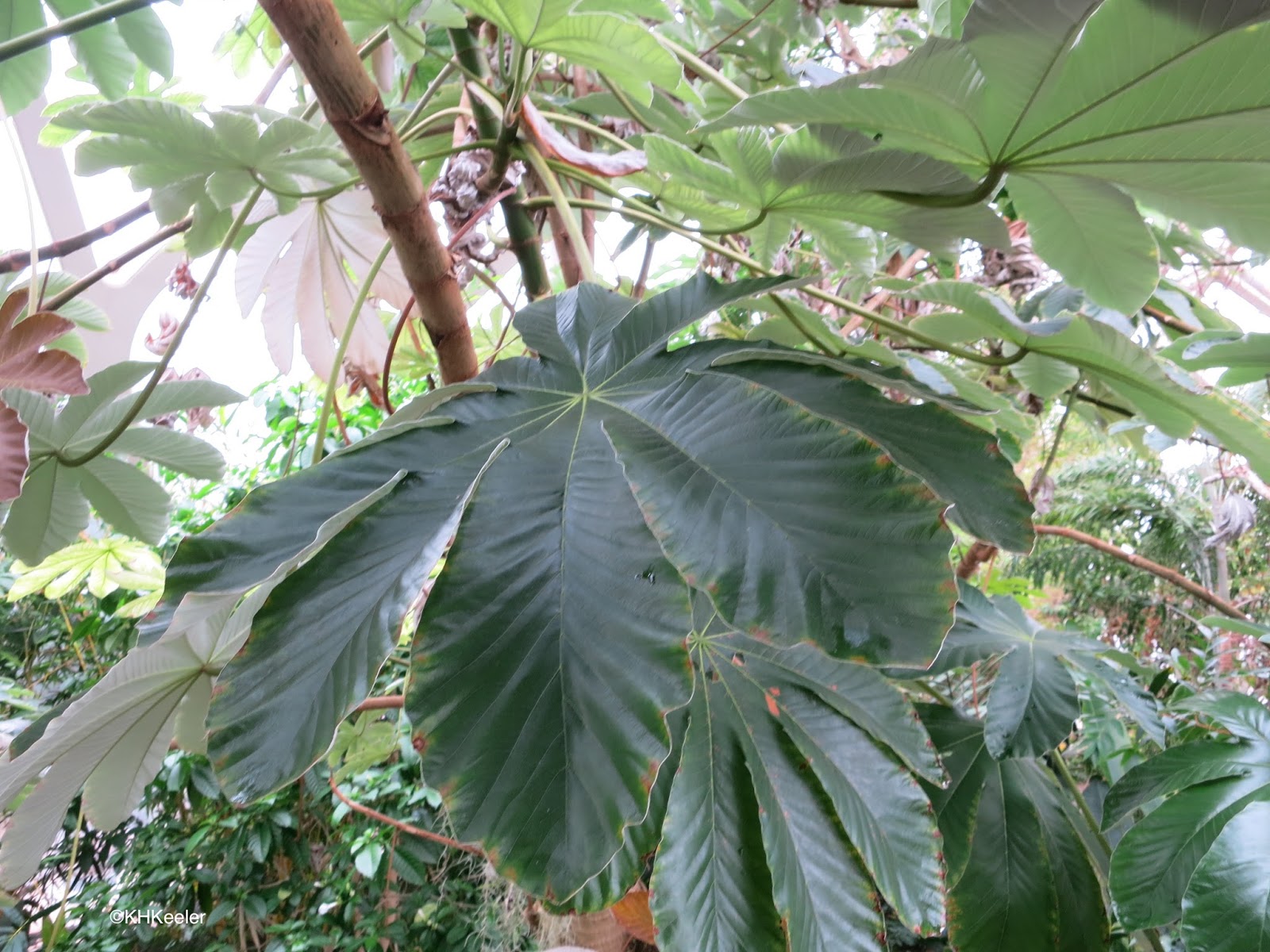 A Wandering Botanist: Plant Wonders--10 Tropical Plants Not to Miss