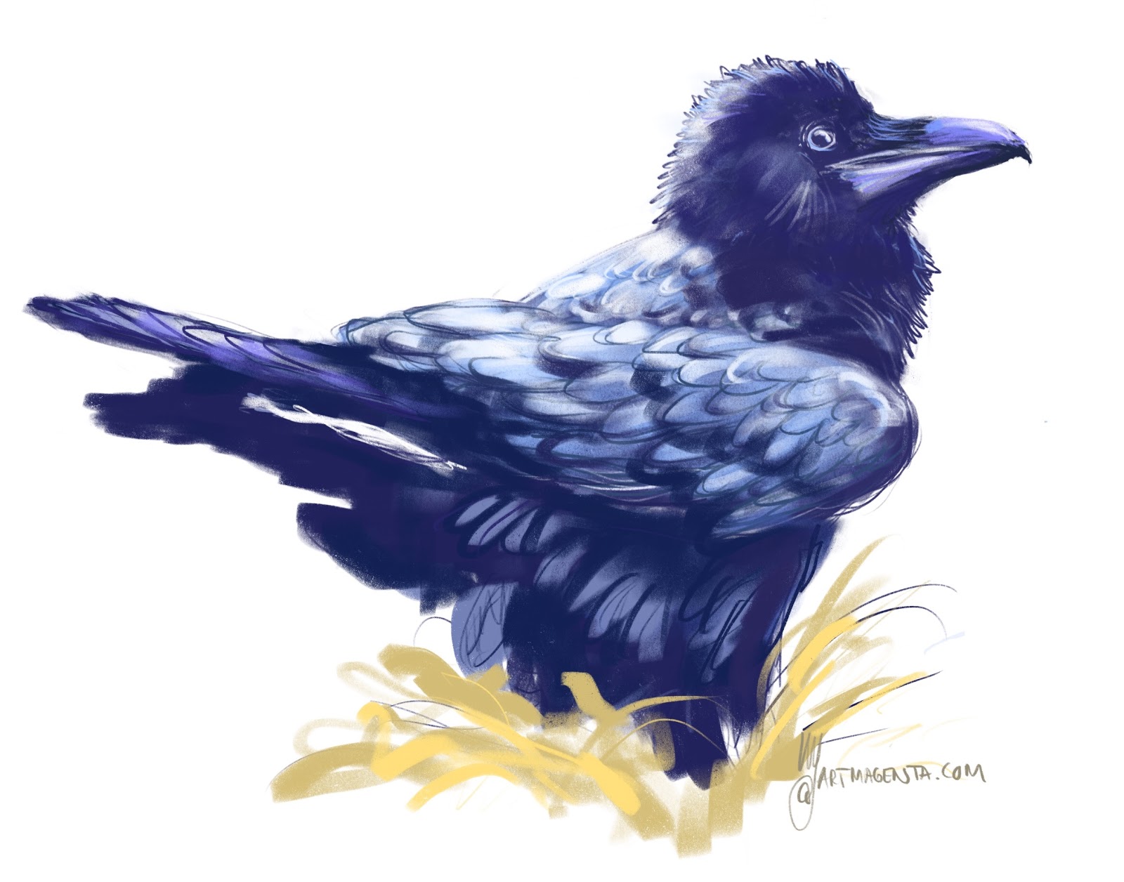Birds: Raven
