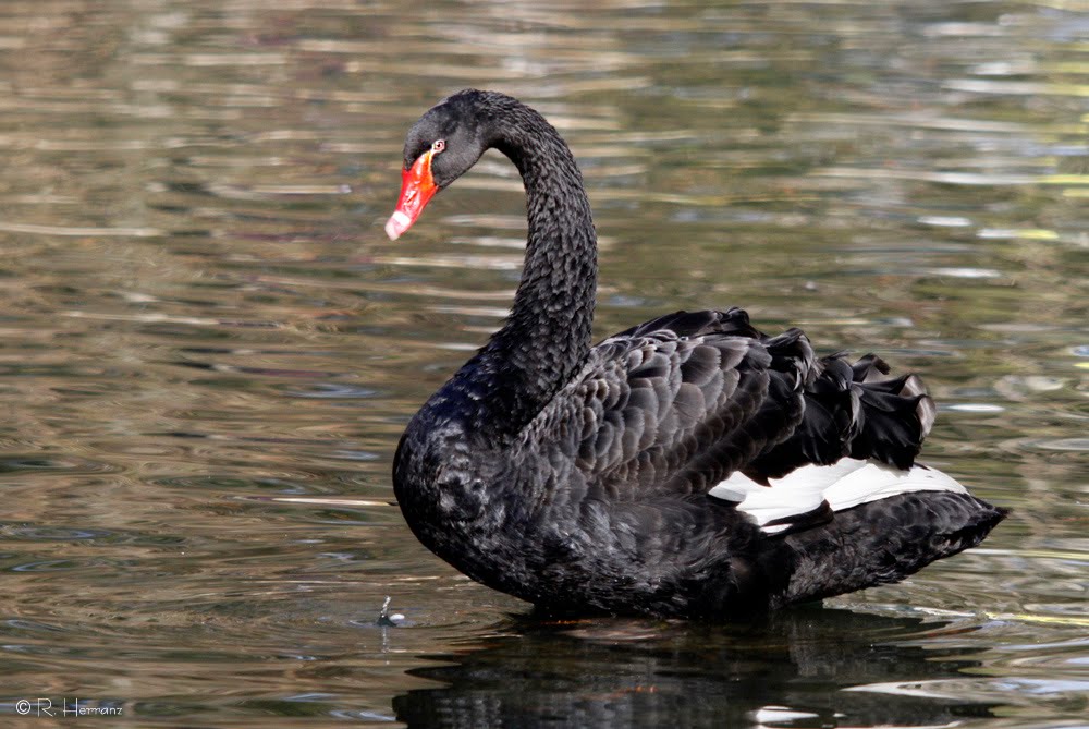 fotosricardo-h: CISNE NEGRO - Black Swan
