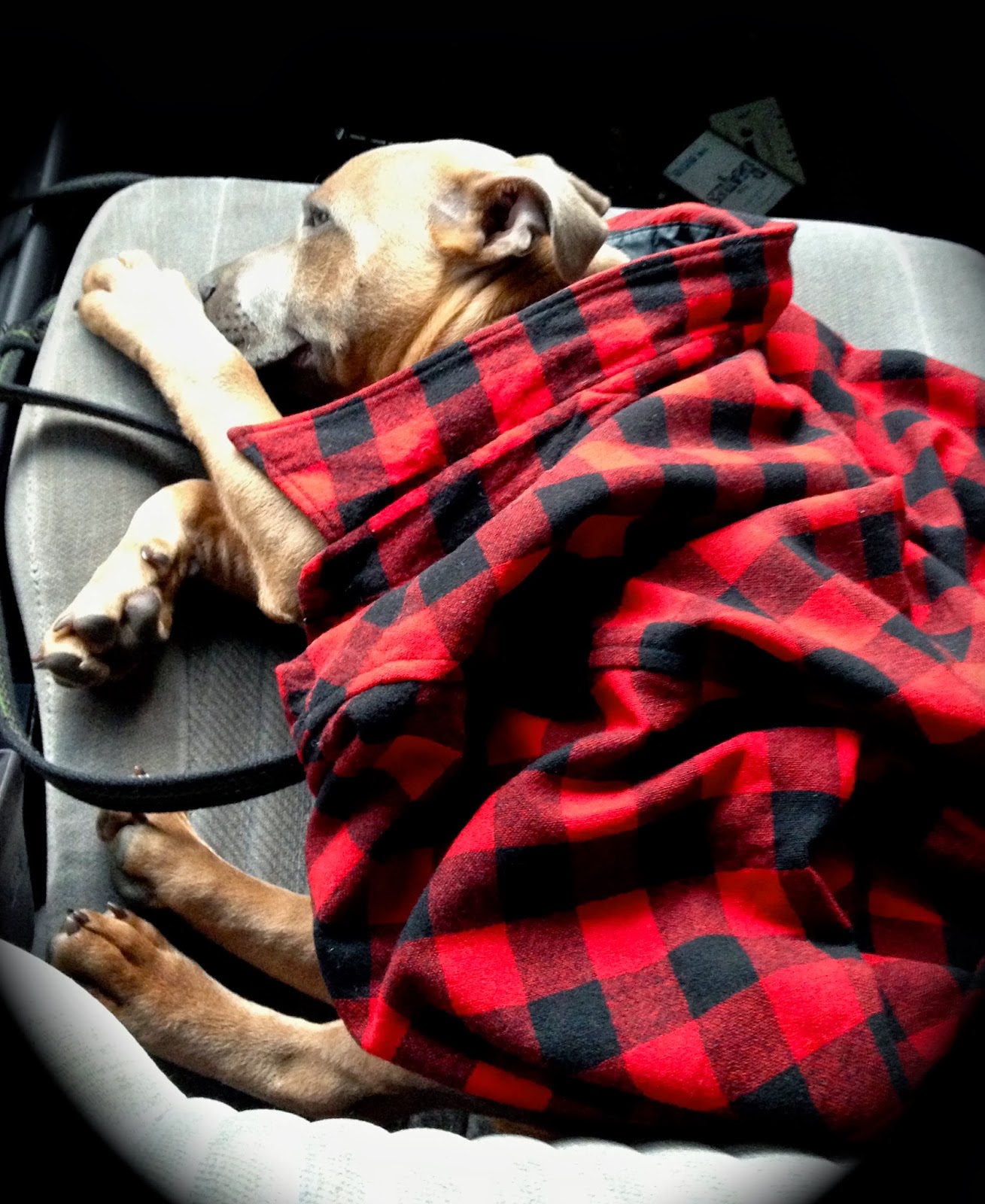 Tuff Love Kennels - Strathcona Staffy Bulls: RIP Rufus