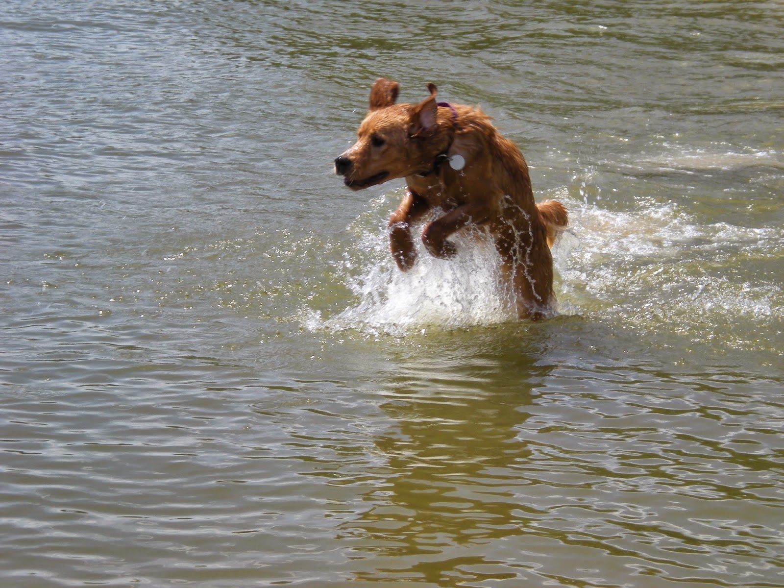 El perro y el agua: enseña a tu perro a nadar - Club Mascodín