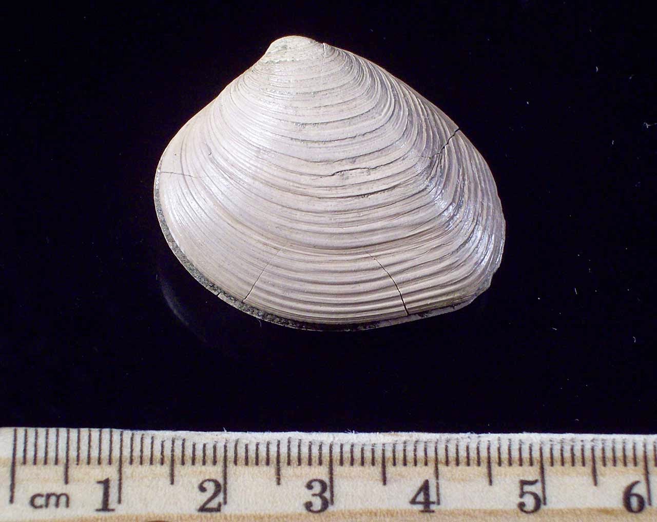 Louisville Fossils and Beyond: 09/01/2014 - 10/01/2014