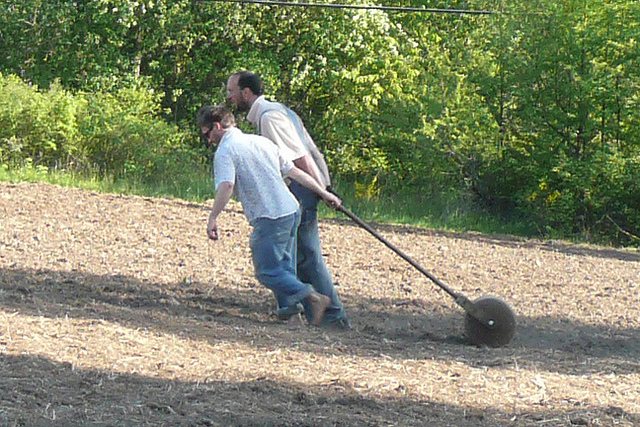 flax to linen victoria bc: Growing flax