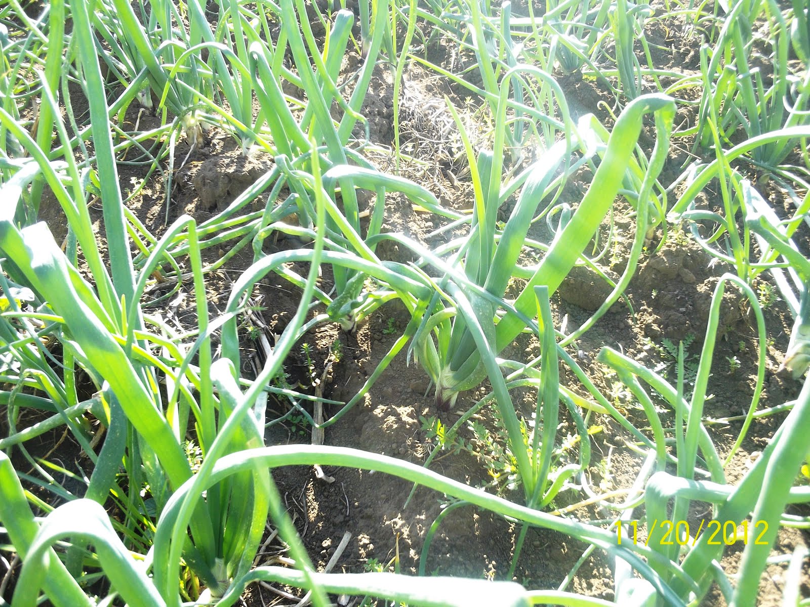 Xnashfarming: onions