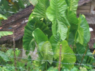 Leyte's Miguel Special Binagol